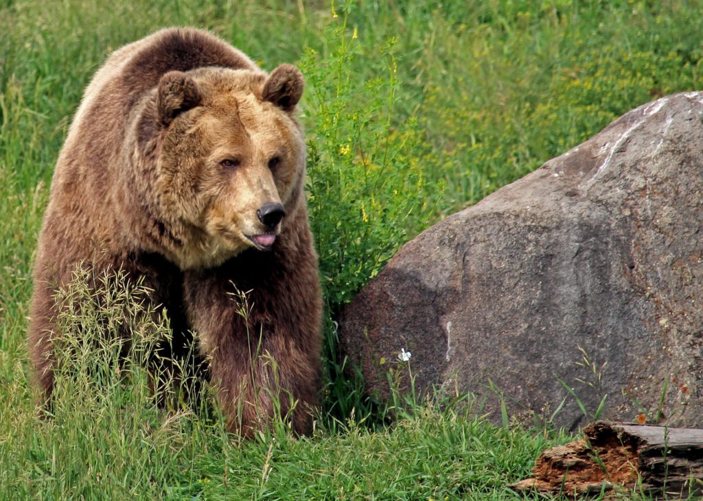 Grizzli (grizzly) : description de l'ours + photos - Instinct animal