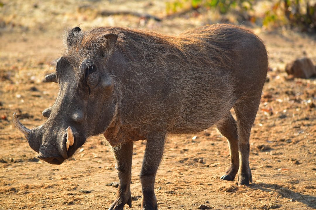 Phacochère : Description du cochon sauvage + photos - Instinct Animal