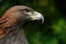 Aigle royal : description complète de l'oiseau + photos - Instinct Animal