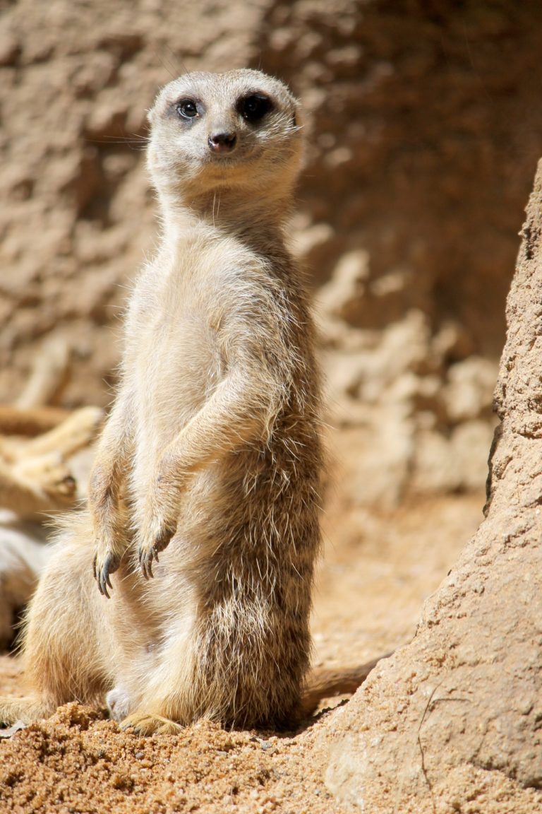 Suricate : description complète avec photos - Instinct animal