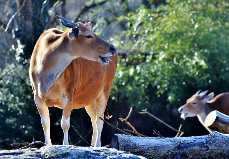 Banteng : Fiche descriptive complète avec photos - Instinct animal