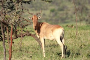 Bubale roux : taille, poids, habitat, alimentation, vitesse ...