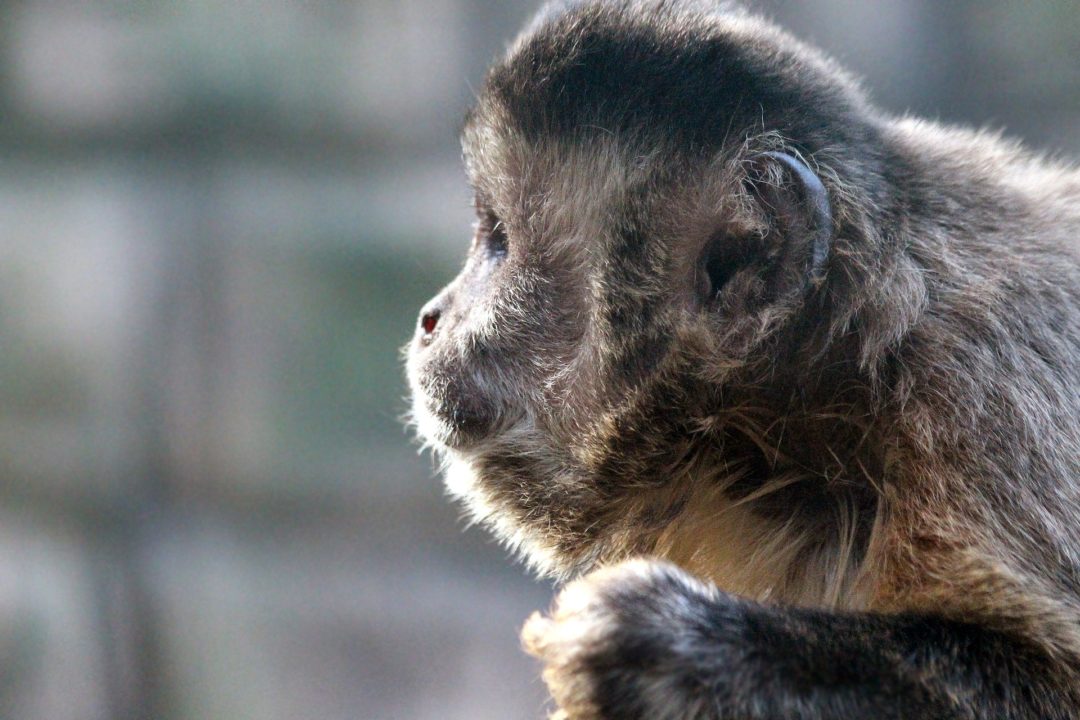 Capucin brun : description du singe + photos - Instinct Animal