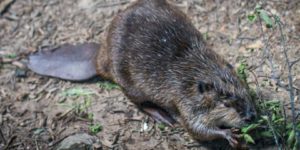 Castor du Canada : taille, poids, queue, habitat, alimentation ...
