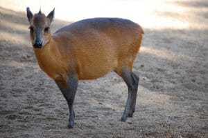 Céphalophe à flancs roux : taille, poids, habitat, alimentation ...