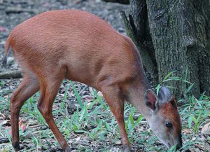 Céphalophe du Natal : description du bovidé + photos - Instinct Animal