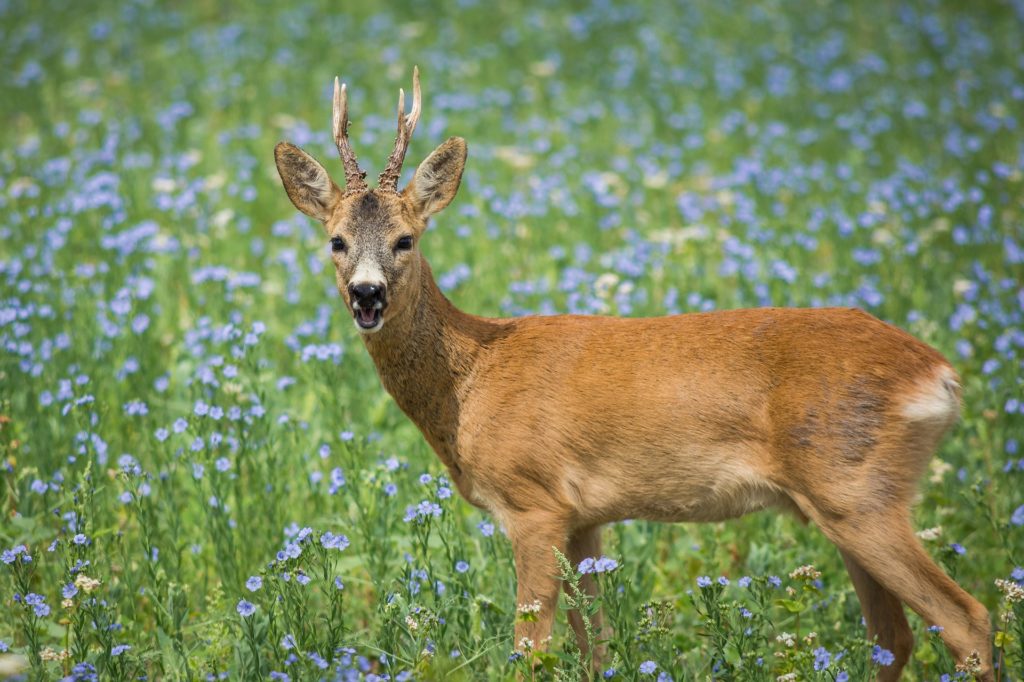 Chevreuil : description du cervidé + photos - Instinct animal