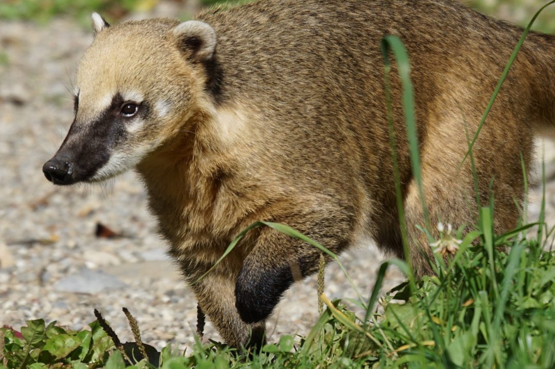Coati commun : Fiche animalière détaillée + photos - instinct animal