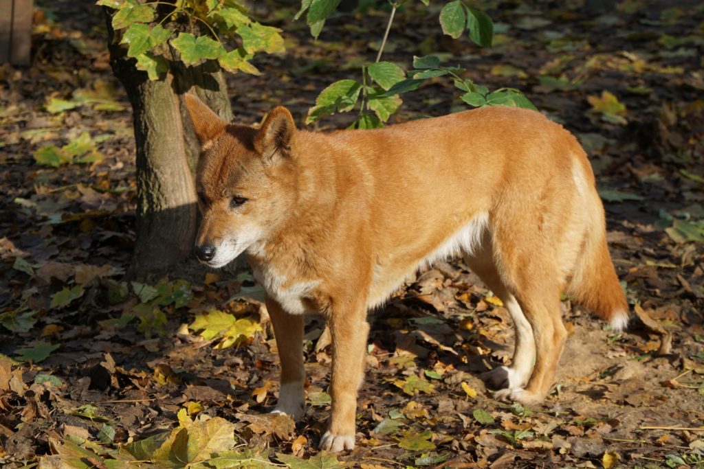 Dingo (chien australien) : Fiche descriptive avec photos - Instinct animal