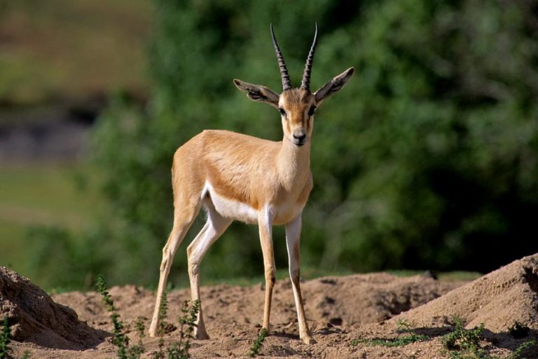 Gazelle de Rhim : description de l'antilope + photos - Instinct Animal