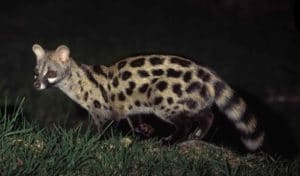 Genette commune : description complète + photos - Instinct Animal