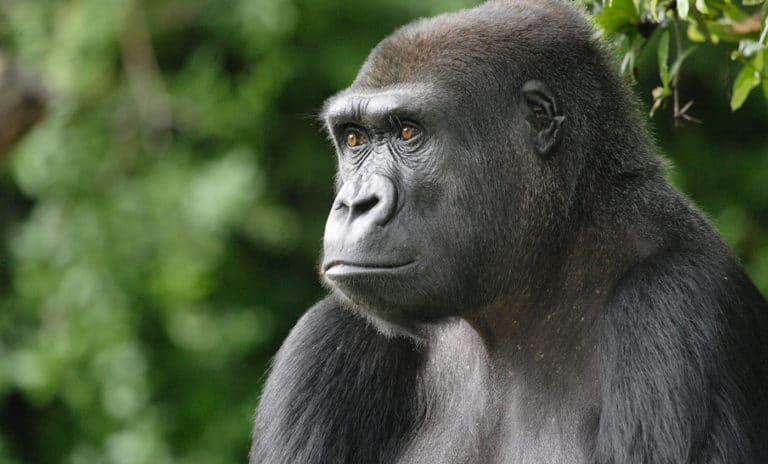 Gorille de l'Ouest : description du grand singe + photos - Instinct Animal