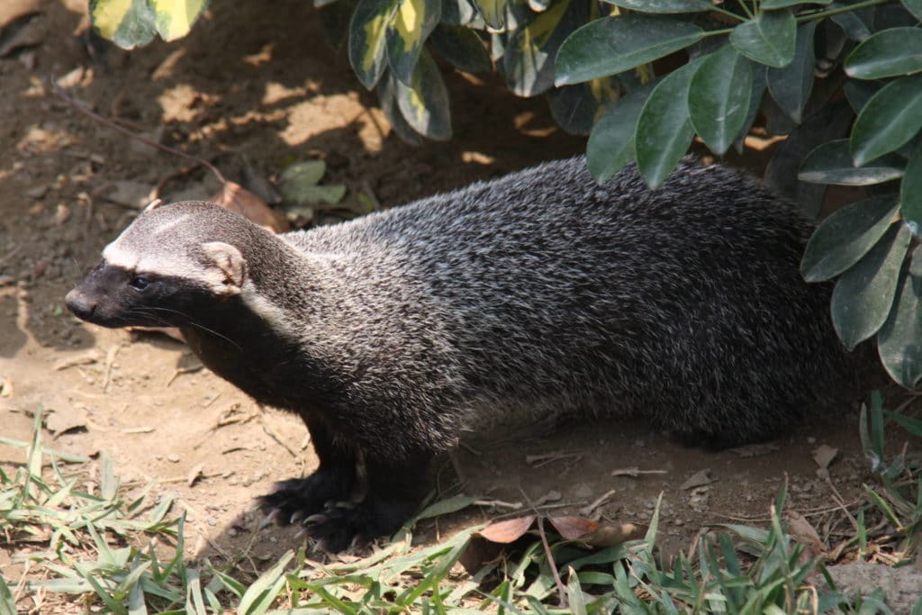Grison : taille, poids, habitat, alimentation, reproduction, longévité ...