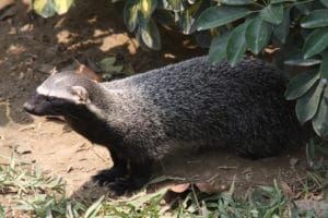 Grison : taille, poids, habitat, alimentation, reproduction, longévité ...