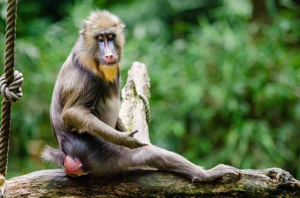 Mandrill : taille, poids, nez, habitat, alimentation, reproduction ...