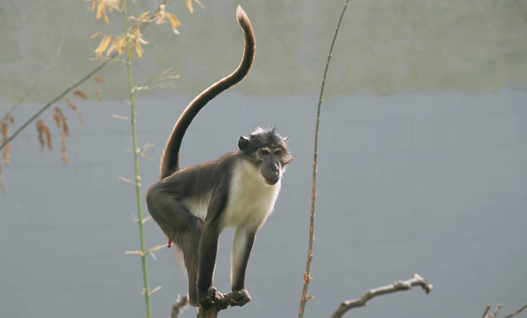 Mangabey couronné : taille, poids, habitat, alimentation, reproduction
