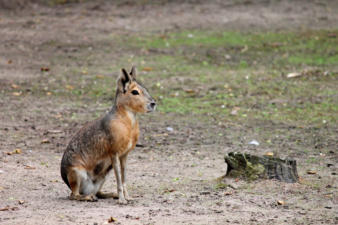 Mara de Patagonie : description du rongeur + photos - Instinct Animal