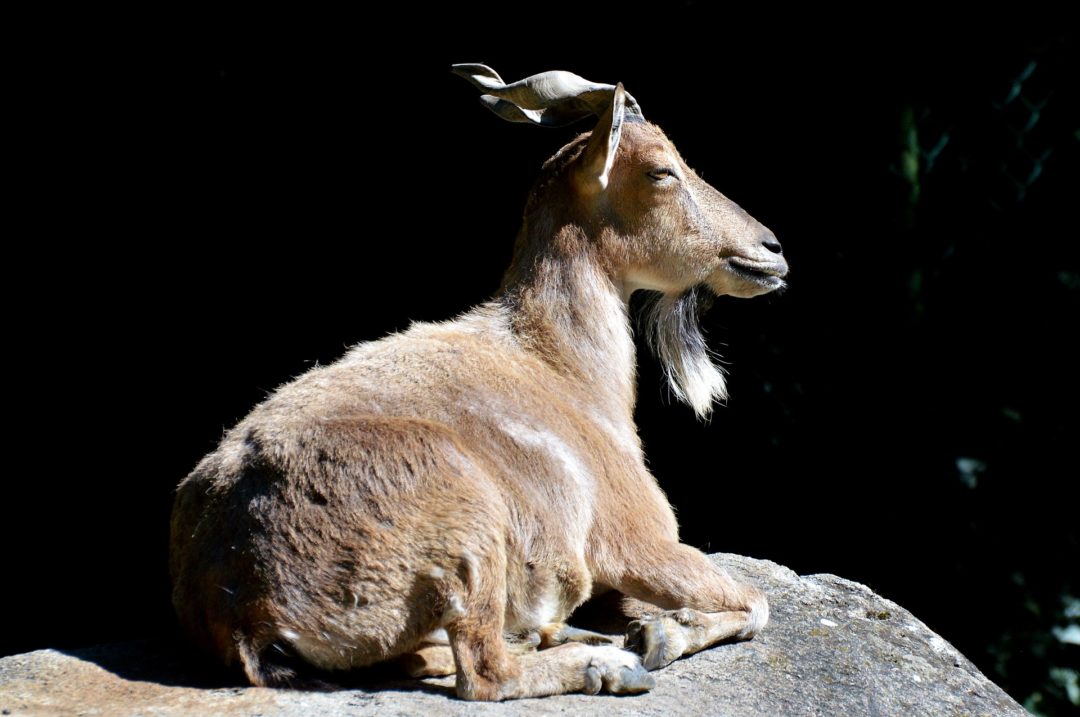 Markhor : taille, poids, cornes, habitat, alimentation, reproduction ...