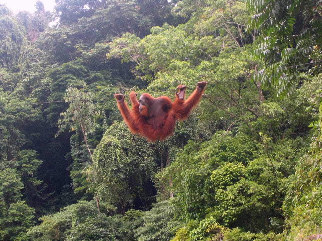 Orang-outan de Sumatra : Fiche descriptive avec photos - Instinct animal
