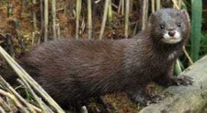 Vison d'Europe : Fiche descriptive complète avec photos - Instinct animal