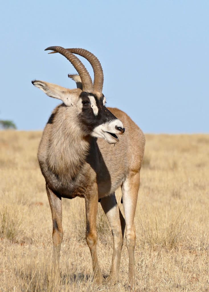 Antilope : définition, description, habitat, alimentation - Instinct animal
