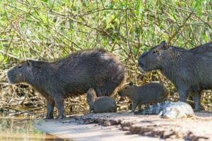 Capybara : Fiche animalière détaillée avec photos - Instinct animal