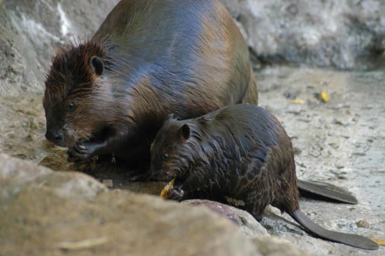 Castor du Canada : taille, poids, queue, habitat, alimentation ...