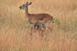 Cobe de Buffon : description du bovidé + photos - Instinct Animal