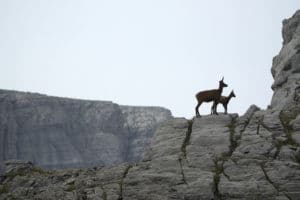 Isard : taille, poids, habitat, alimentation, vitesse, reproduction ...