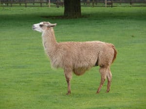 Lama : Fiche animalière détaillée + photos - Instinct animal