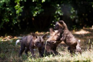 Lycaon : description du chien sauvage + photos - Instinct Animal