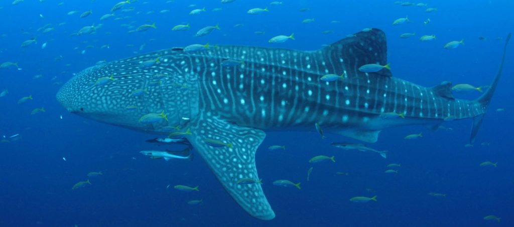 Requin baleine : Fiche descriptive complète avec photos - Instinct animal