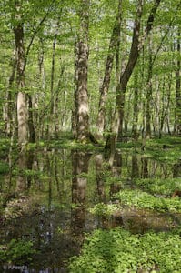 Biocénose : définition, concept, écosystème, écologie - Instinct animal