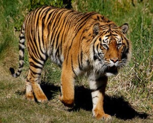 Carnivore : définition, régime alimentaire, ordre - Instinct animal