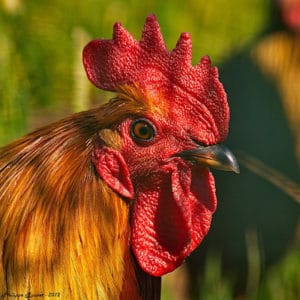 Caroncule : définition, excroissance chez les oiseaux - Instinct animal