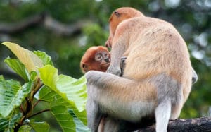 Nasique : description du singe au gros nez + photos - Instinct Animal