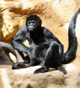 Singe araignée à tête brune : description + photos - Instinct Animal