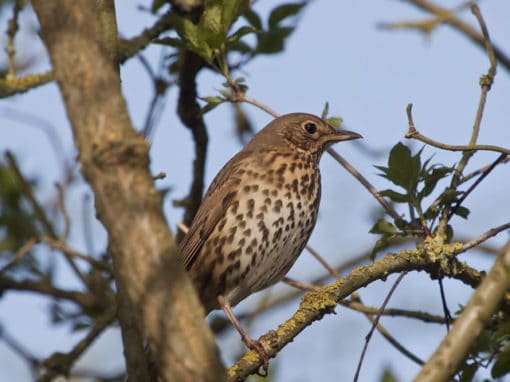 Grive musicienne : description de l'oiseau + photos - Instinct Animal
