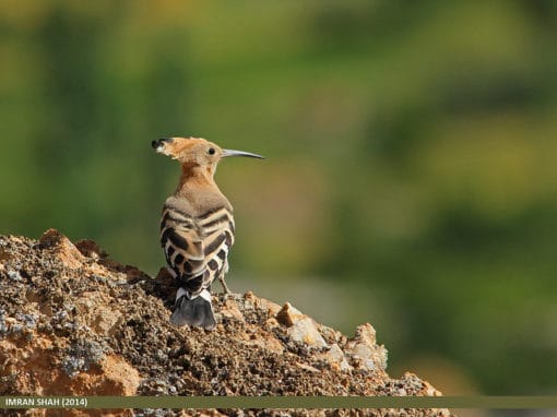 Huppe fasciée : Fiche descriptive de l'oiseau + photos - Instinct animal