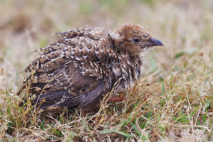 Perdrix rouge : description de l'oiseau + photos - Instinct Animal
