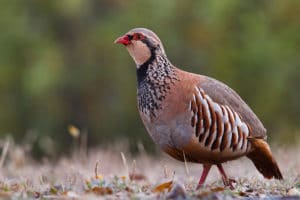 Perdrix rouge : description de l'oiseau + photos - Instinct Animal