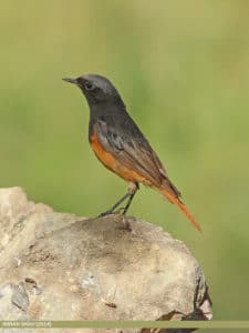 Rougequeue noir : description de l'oiseau + photos - Instinct Animal