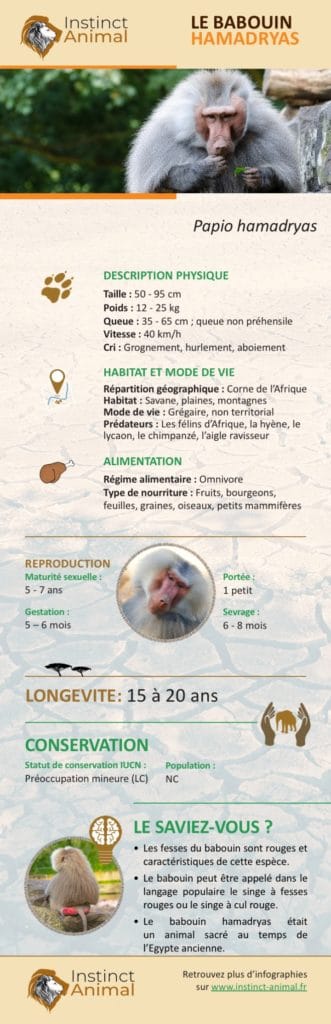 Babouin Hamadryas : description du singe + photos - Instinct animal