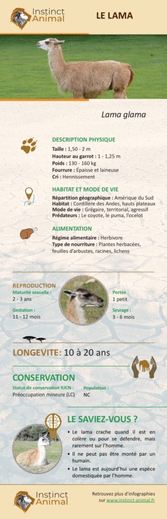 Lama : Fiche animalière détaillée + photos - Instinct animal