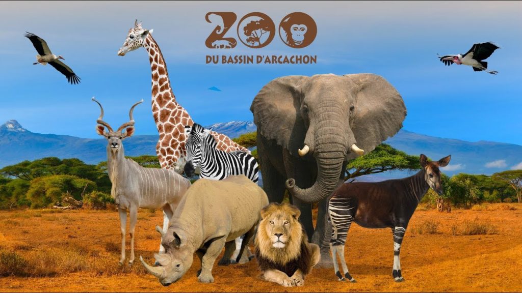 Zoo d'Arcachon : tarif, horaires, adresse, météo, plan - Instinct animal