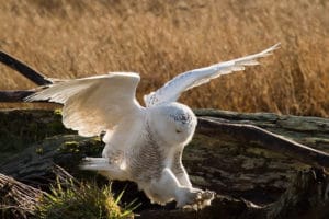 Harfang des neiges : description de la chouette + photo - Instinct Animal