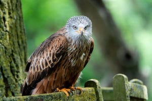 Milan royal : description de l'oiseau rapace + photos - Instinct Animal