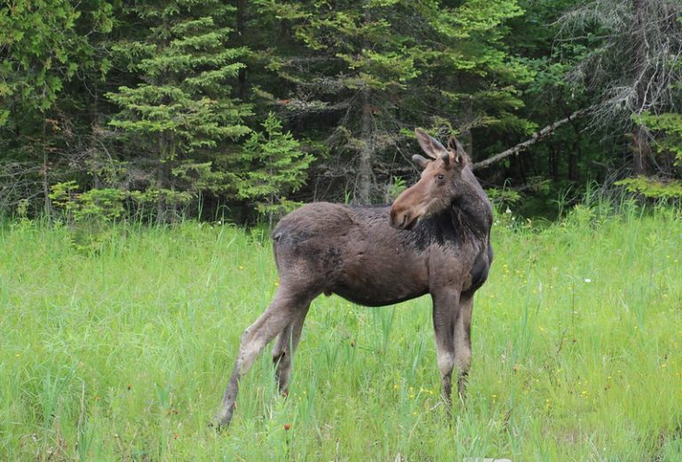 Orignal : description du cervidé + photos - Instinct Animal
