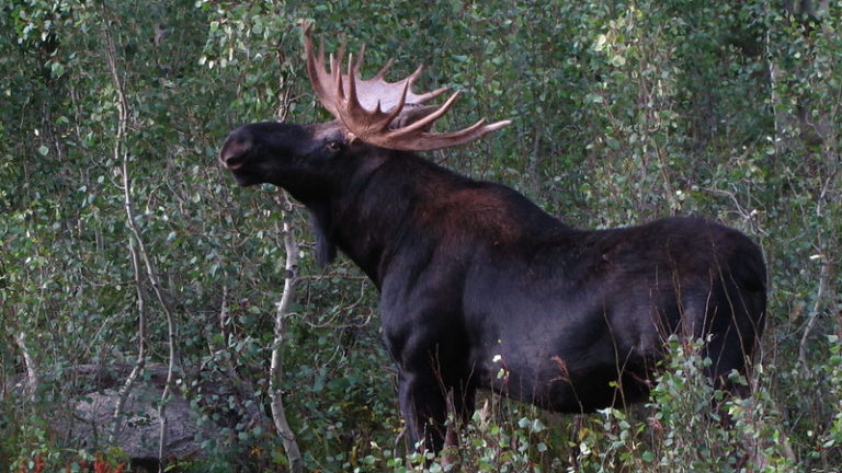 Orignal : description du cervidé + photos - Instinct Animal