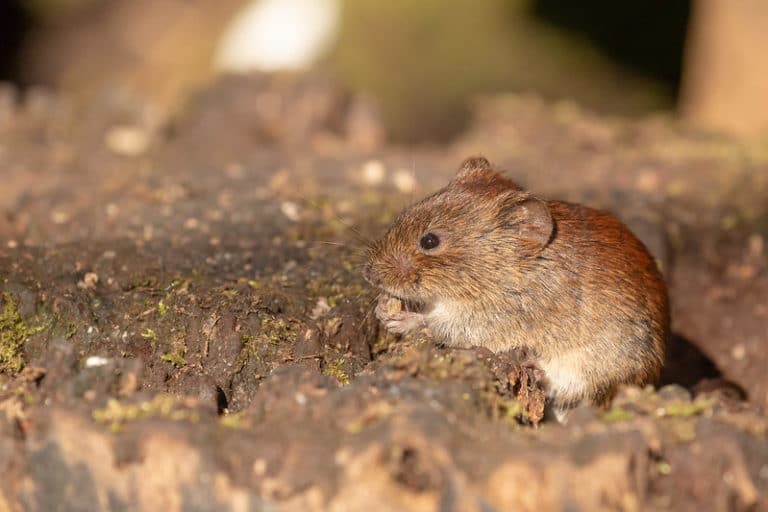 Campagnol des champs : description + photos - Instinct Animal